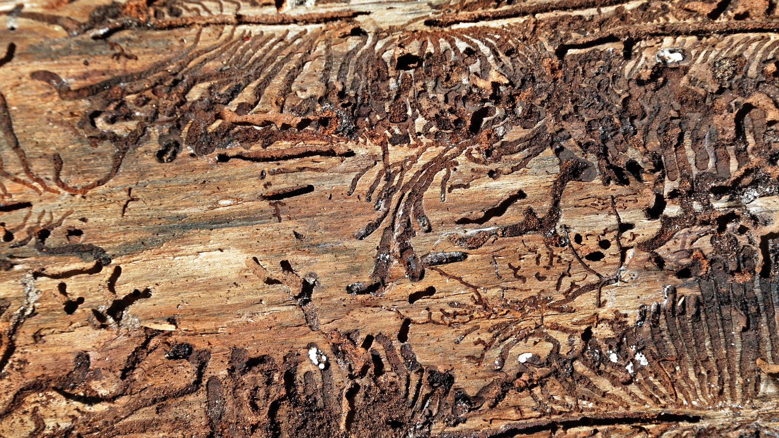 Borkenkäfer - ARB-IT